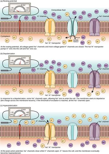 Cell Membrane Definition Structure Functions With Diagram