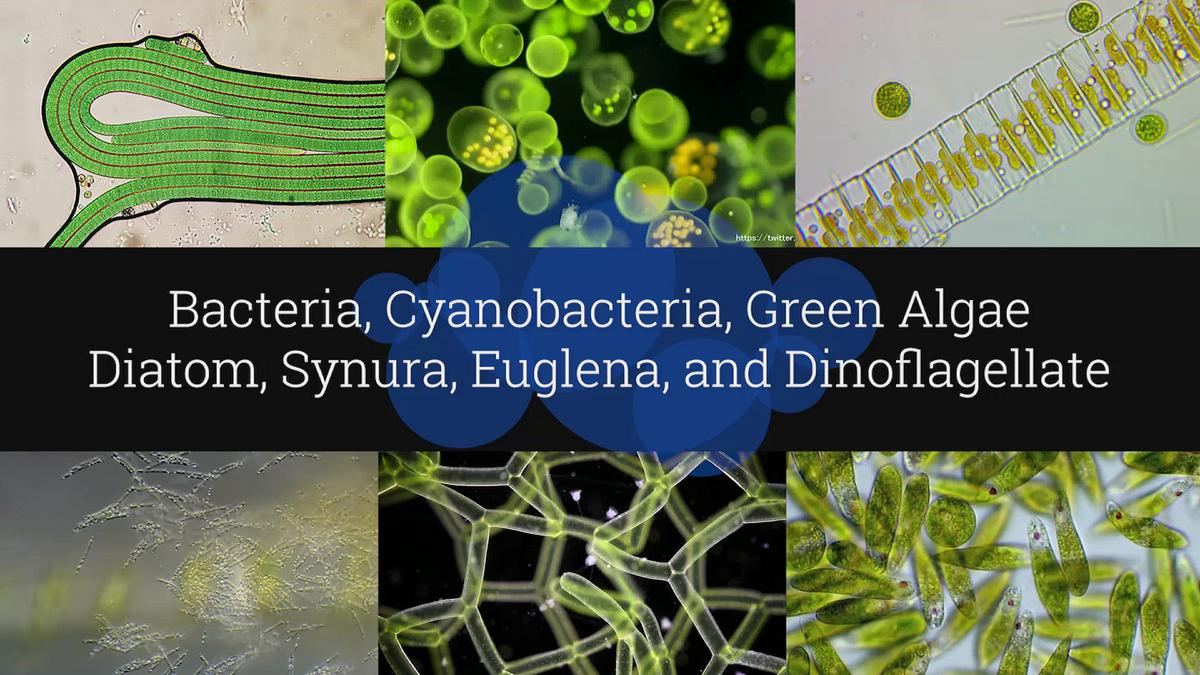 Microscopic Organisms in a Drop of Pond Water - Episode 3