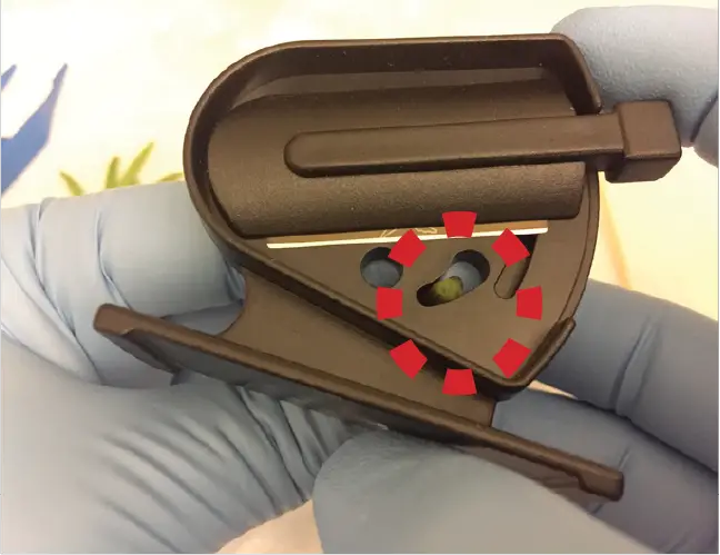 Lesson 4: How to use a microtome & “Amazing Cross-section of a stem ...