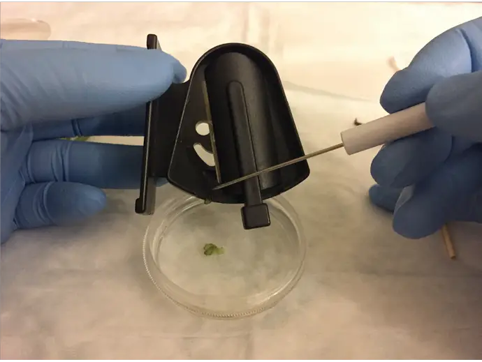 Lesson 4: How to use a microtome & “Amazing Cross-section of a stem ...