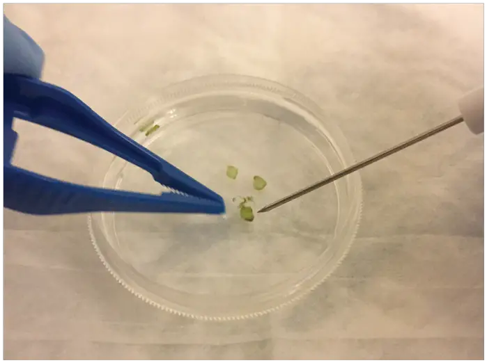 Lesson 4: How to use a microtome & “Amazing Cross-section of a stem ...