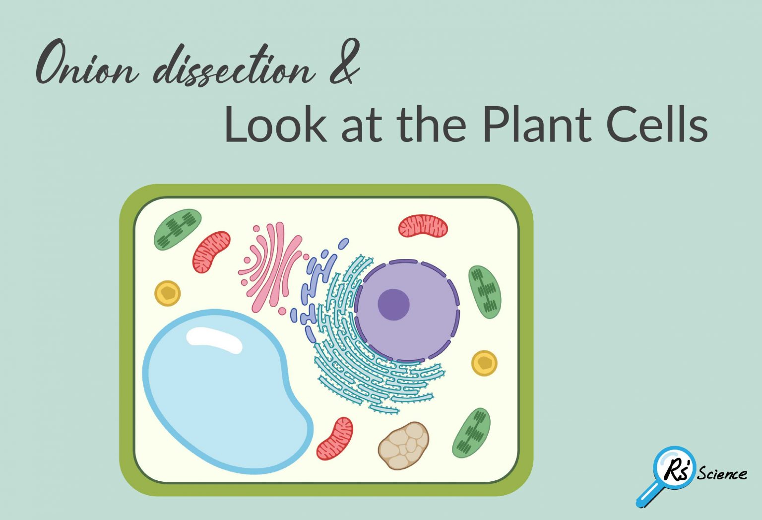 Lesson 3: Onion Dissection & “Look at the Plant Cells” - Rs' Science
