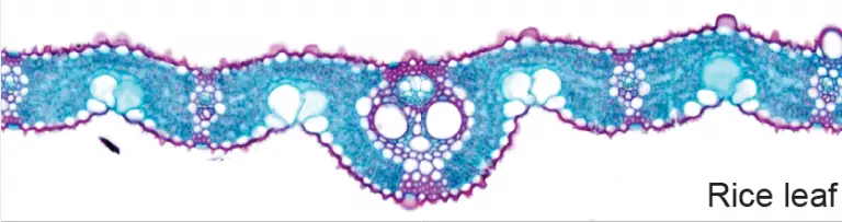 Lesson 4: How to Use a Microtome & “Amazing Cross-section of a Stem ...