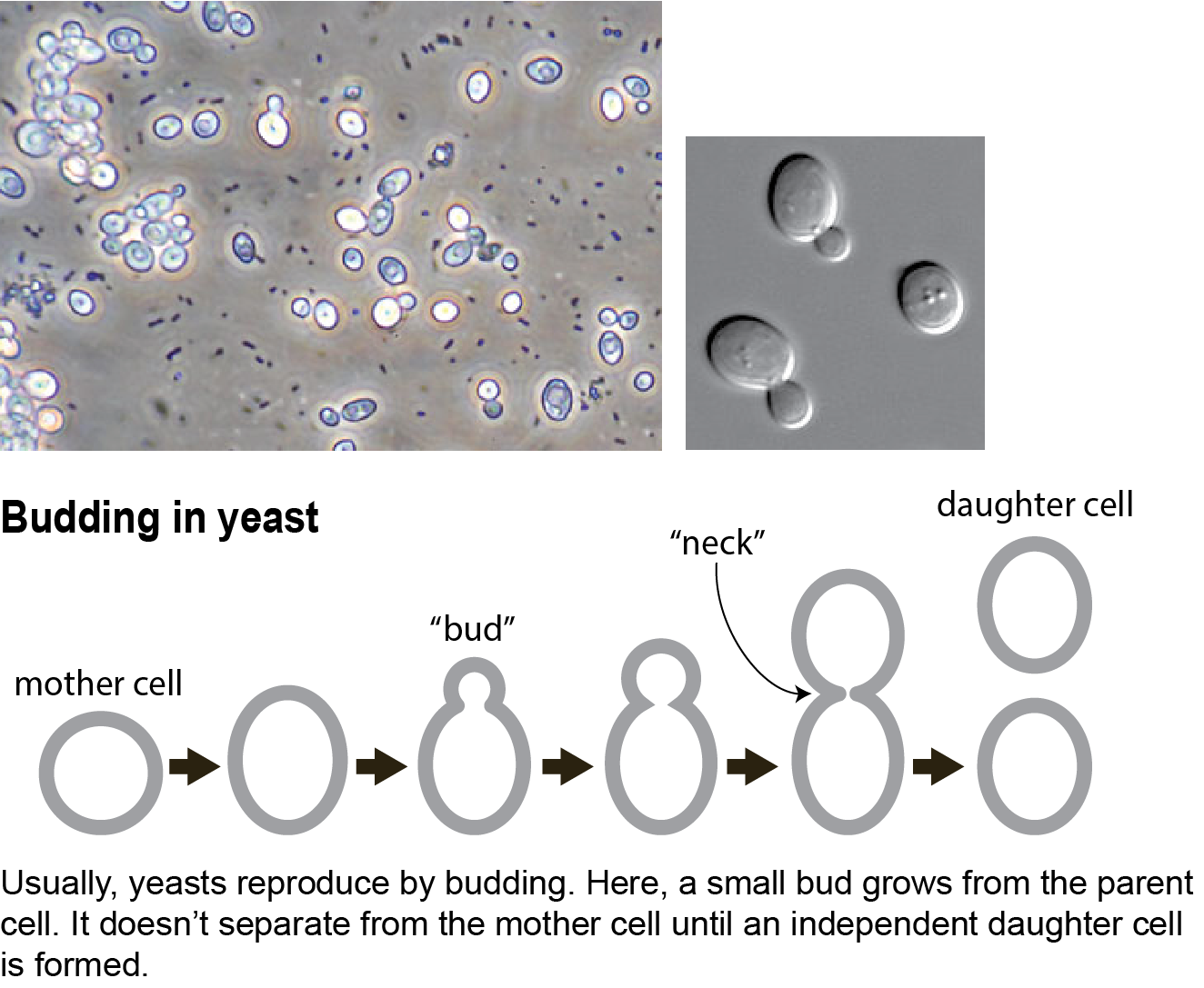 Lesson 7: Grow your own yeasts & use a hemocytometer to “count cell density” - Rs' Science