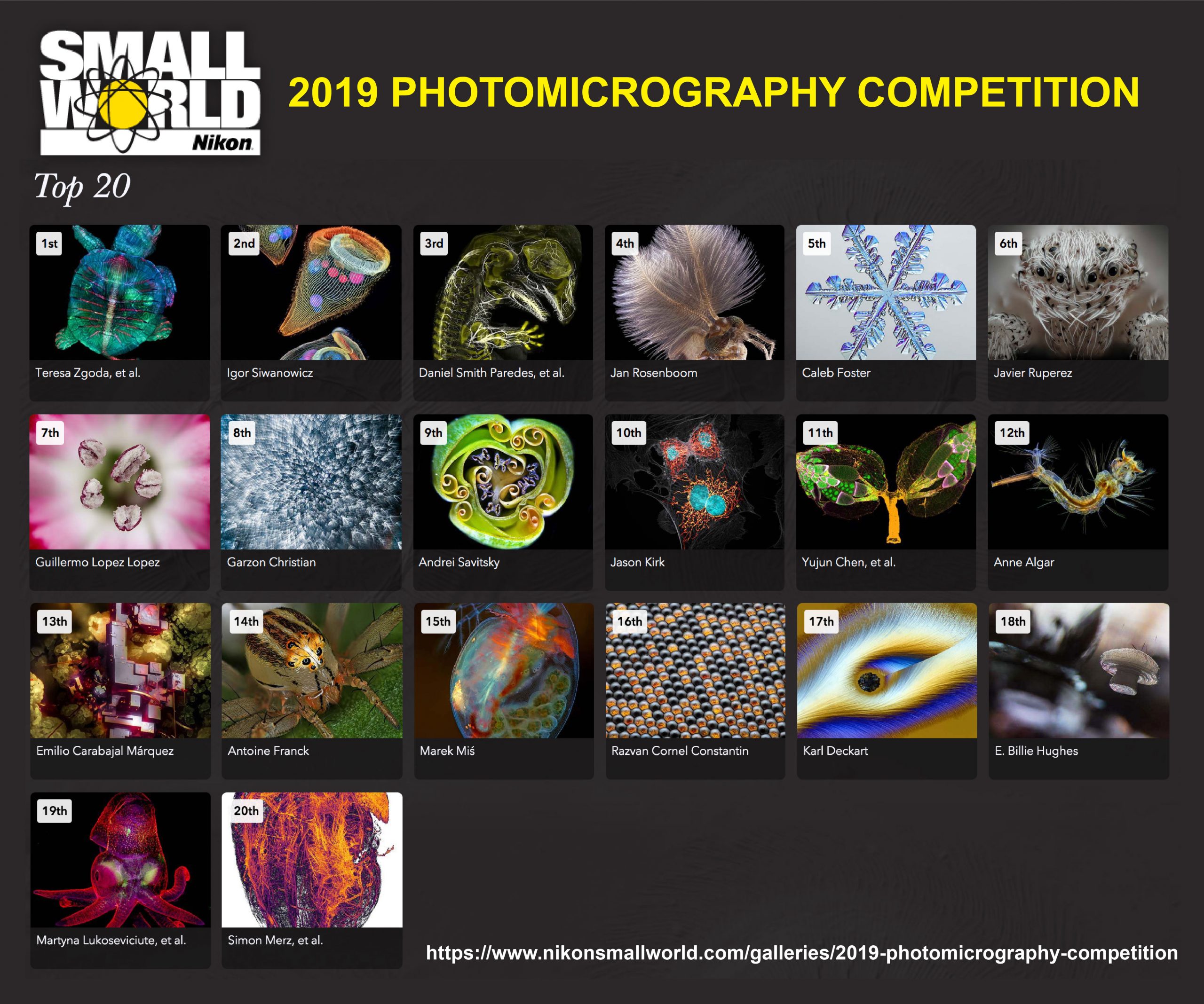 Nikon | 2019 Photomicrography Competition - Rs' Science