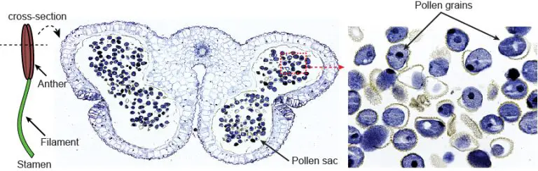 10 Everyday Things You Should Look at Under a Microscope - Rs' Science