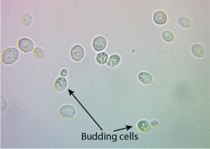 Size Matters - The Scale of Biology – Examples and Fun Facts