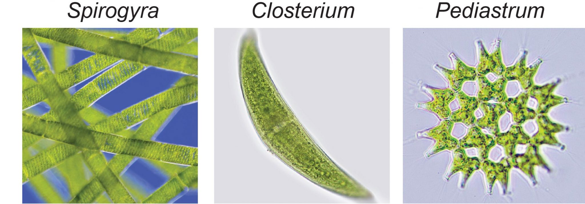 10 Everyday Things You Should Look at Under a Microscope - Rs' Science