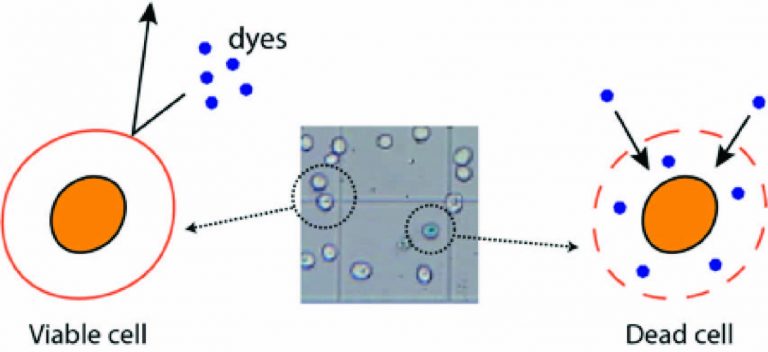 How to Use a Hemocytometer to Count Cells - Rs' Science
