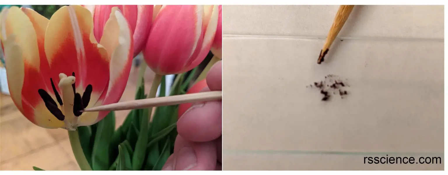 10 Everyday Things You Should Look at Under a Microscope - Rs' Science