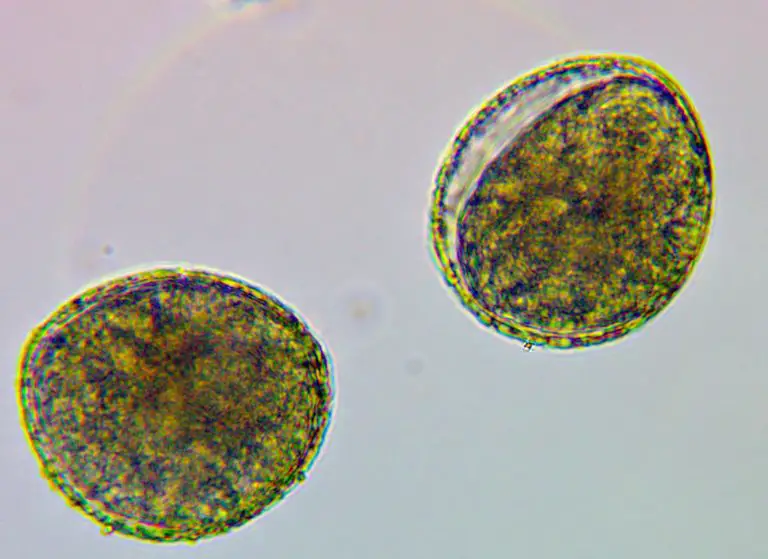 10 Everyday Things You Should Look at Under a Microscope - Rs' Science