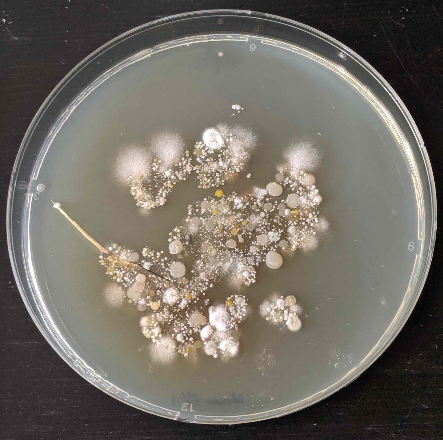 How to See Bacteria on Your Hand (Bacteria Handprint) - Rs' Science