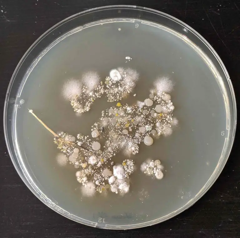 How to See Bacteria on Your Hand (Bacteria Handprint) - Rs' Science