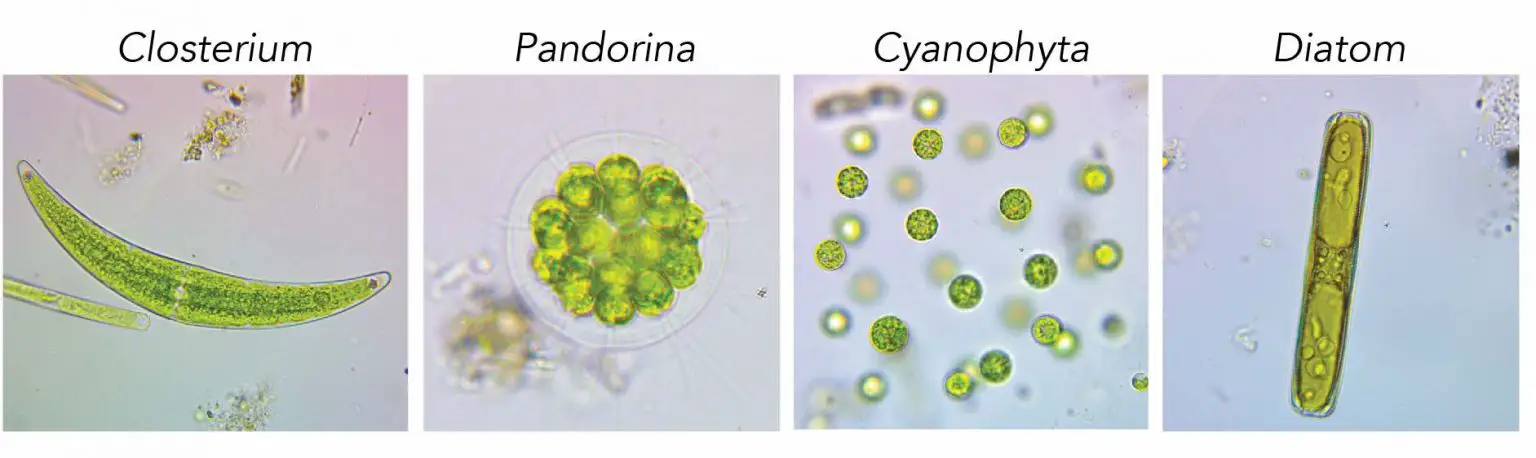 Facts about Amoeba, structure, behavior and reproduction - Rs' Science
