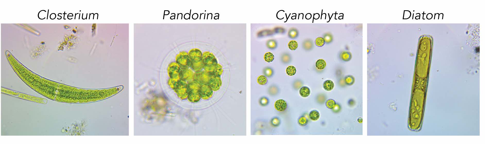 Faits sur les amibes - Rs' Science | Carlos Ramirez