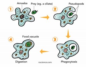 Facts about Amoeba, structure, behavior and reproduction - Rs' Science