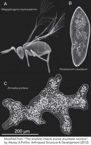 Facts about Amoeba, structure, behavior and reproduction - Rs' Science