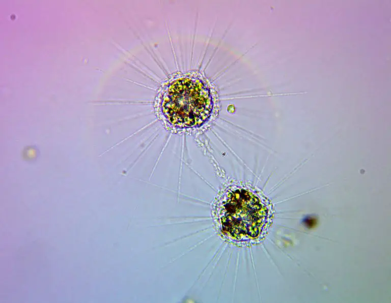 Microscopic Organisms in a Drop of Pond Water