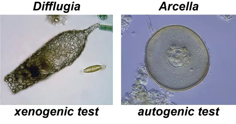Facts about Amoeba, structure, behavior and reproduction - Rs' Science