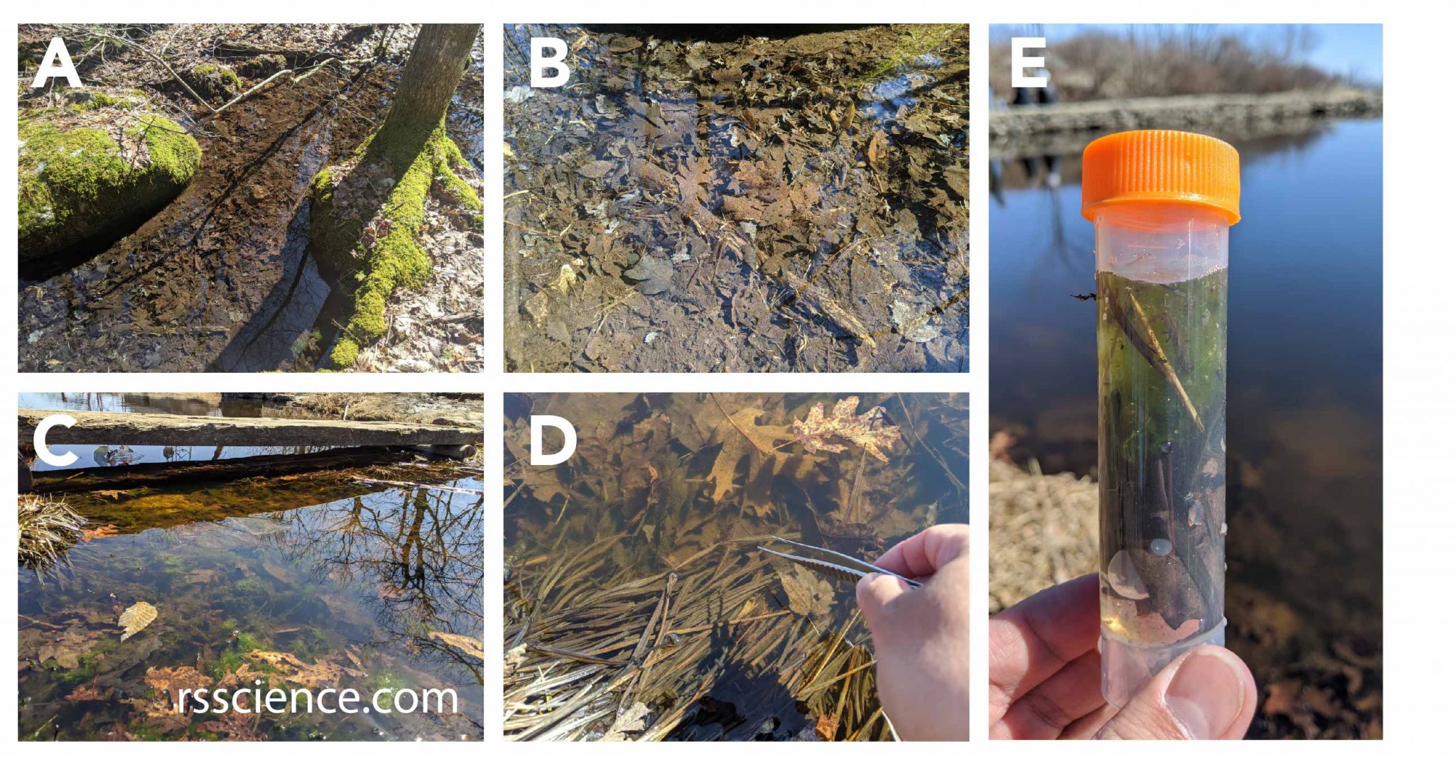 Microscopic Organisms in a Drop of Pond Water