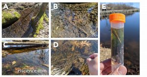 Facts about Amoeba, structure, behavior and reproduction - Rs' Science