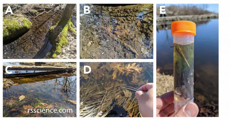 Microscopic Organisms in a Drop of Pond Water