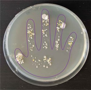 How to See Bacteria on Your Hand (Bacteria Handprint) - Rs' Science