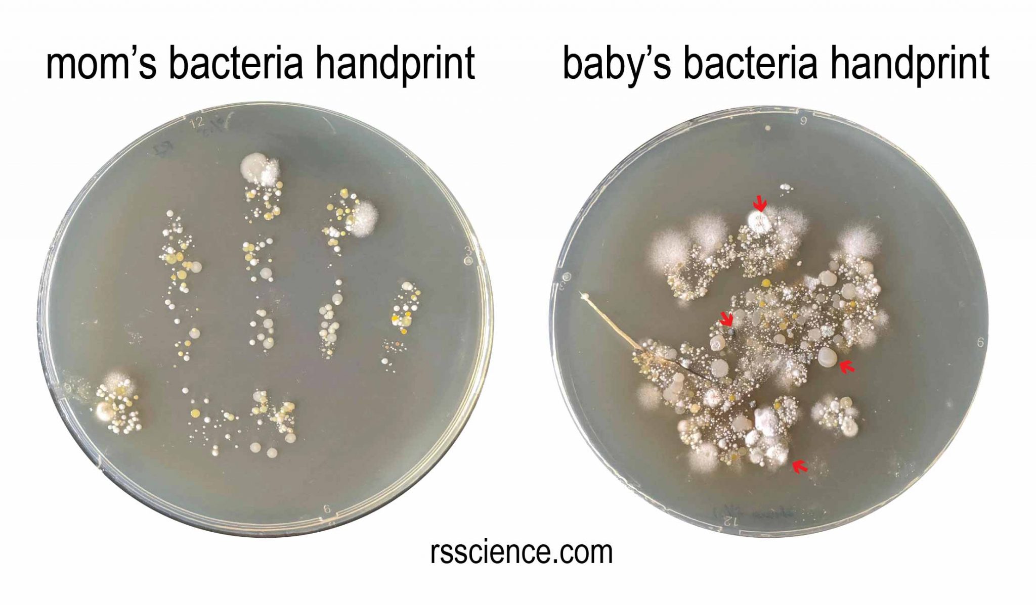 How to See Bacteria on Your Hand (Bacteria Handprint) - Rs' Science