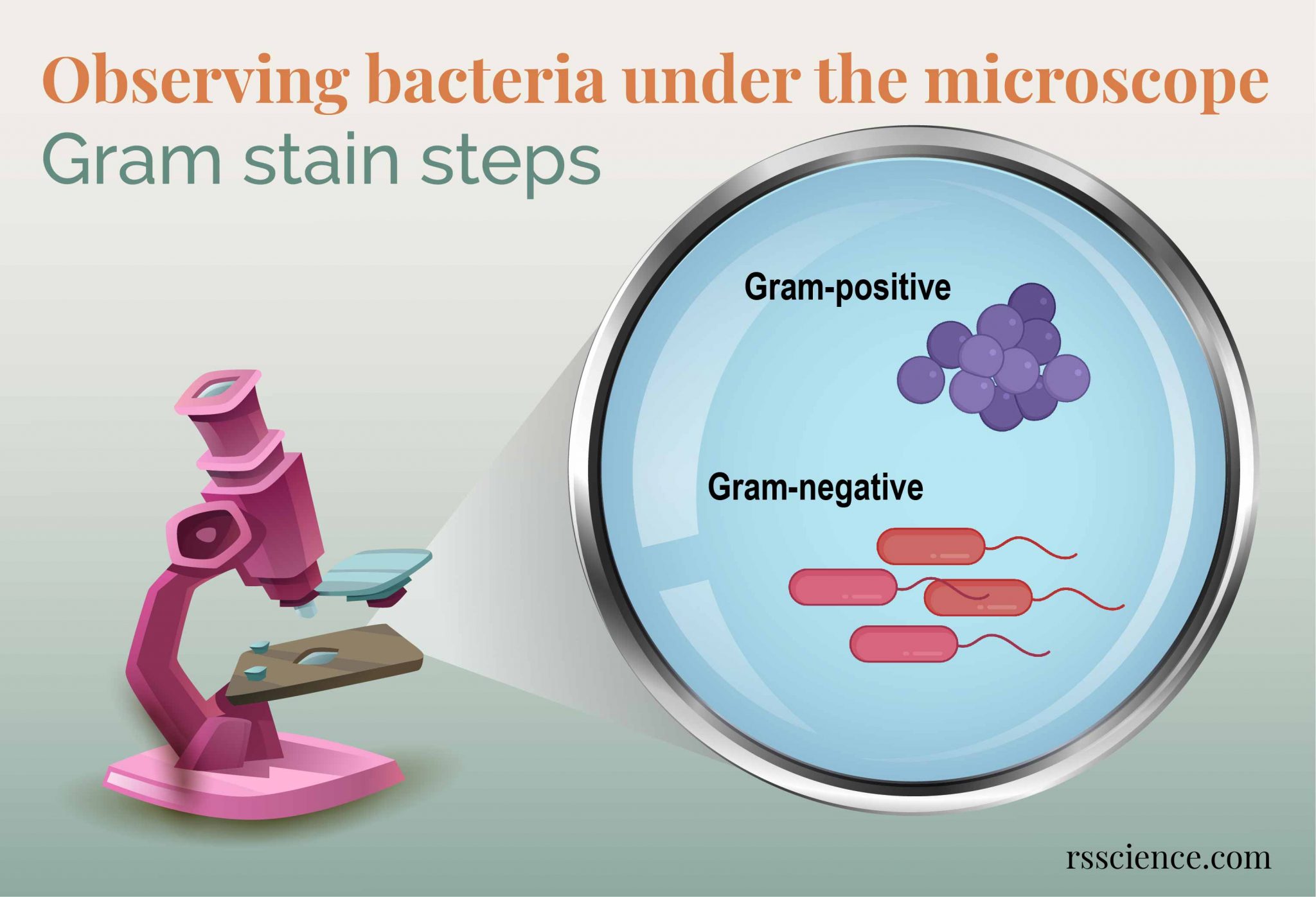 Observing Bacteria Under the Microscope - Gram Stain Steps - Rs' Science