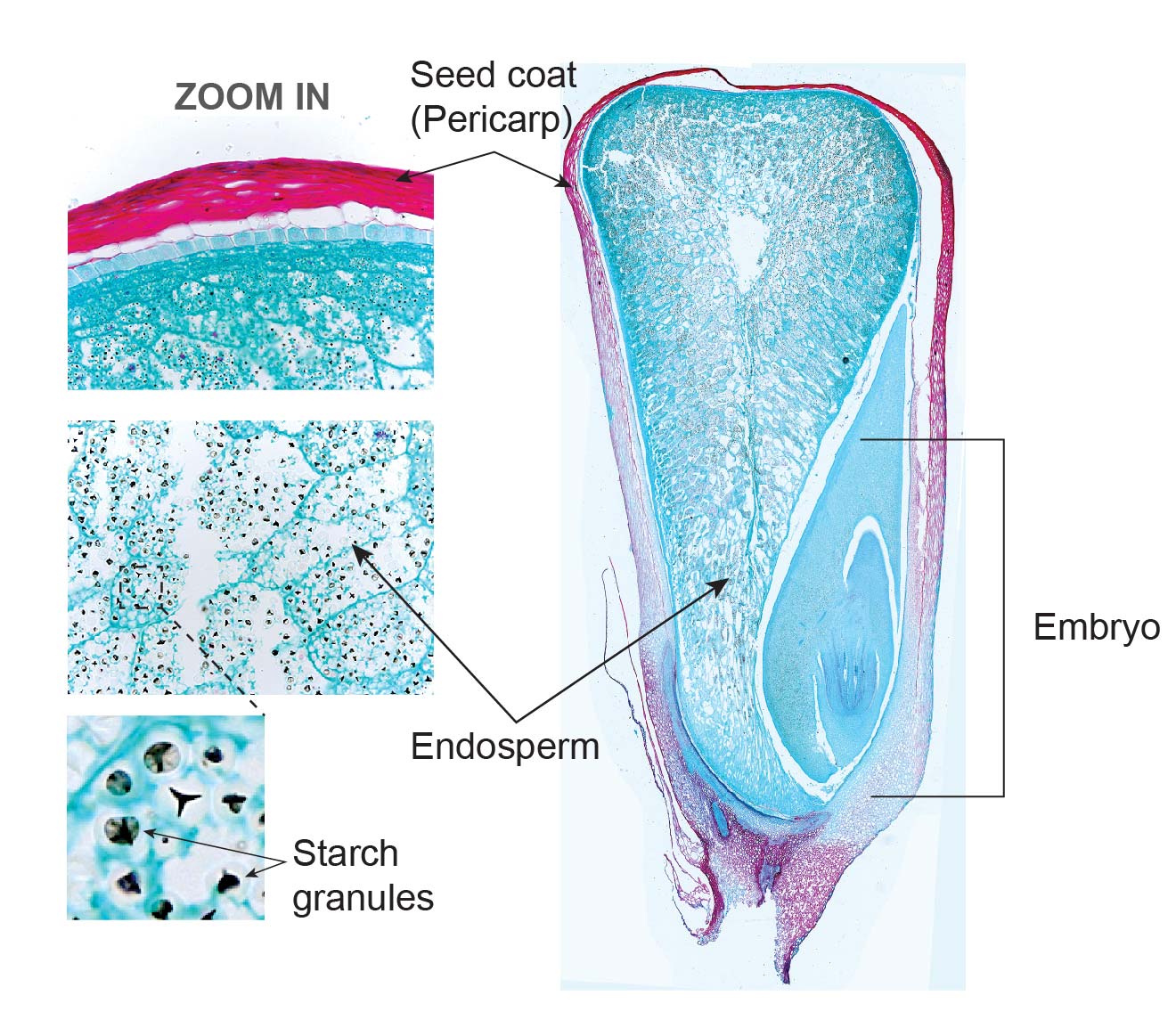 Plant tissue under a microscope - xylem and phloem - Rs' Science