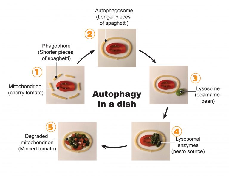 The Function of the Autophagosome and Endosome - Rs' Science