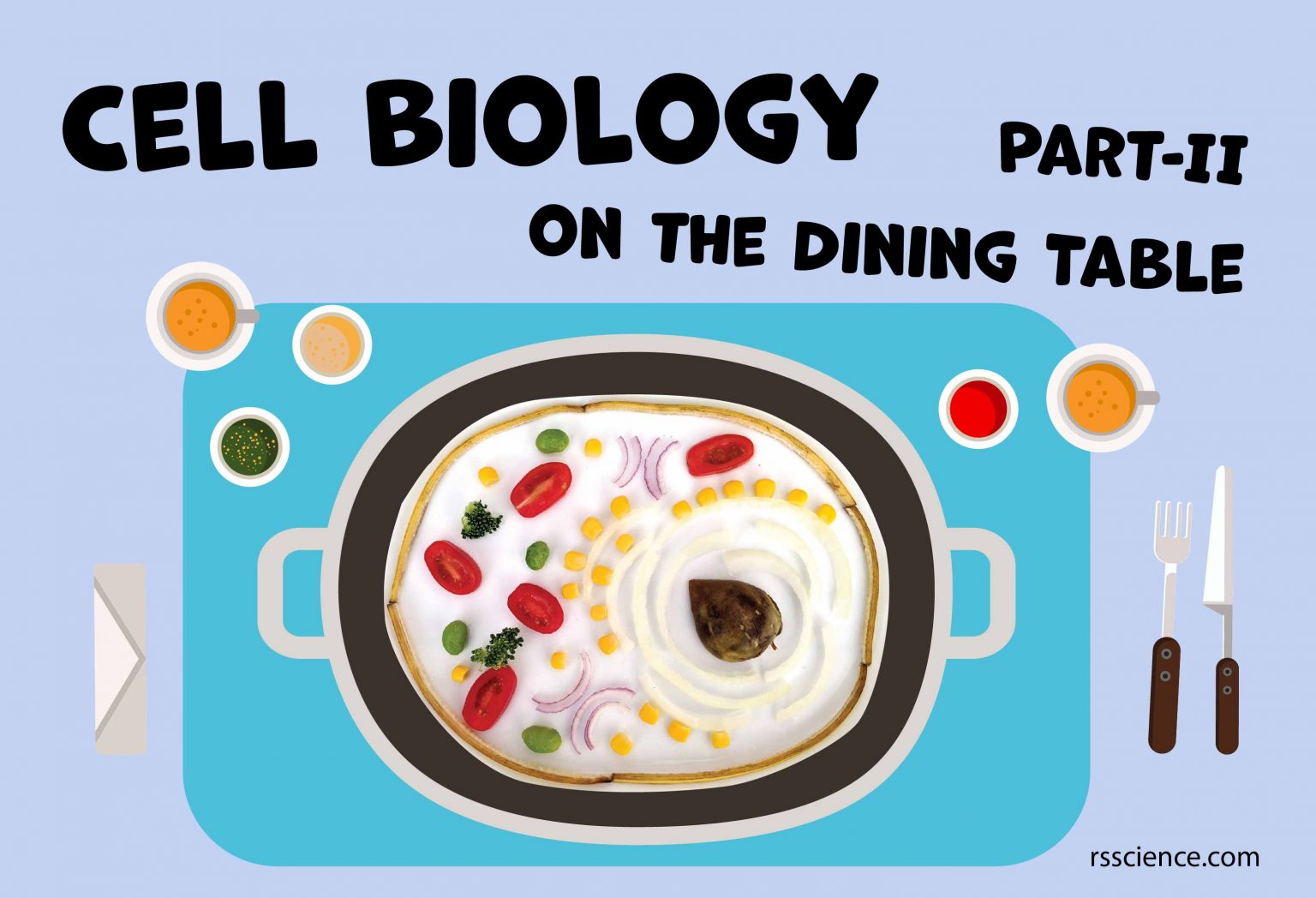 Cell Biology on the Dining Table – Animal Cell Model Part II - Rs' Science