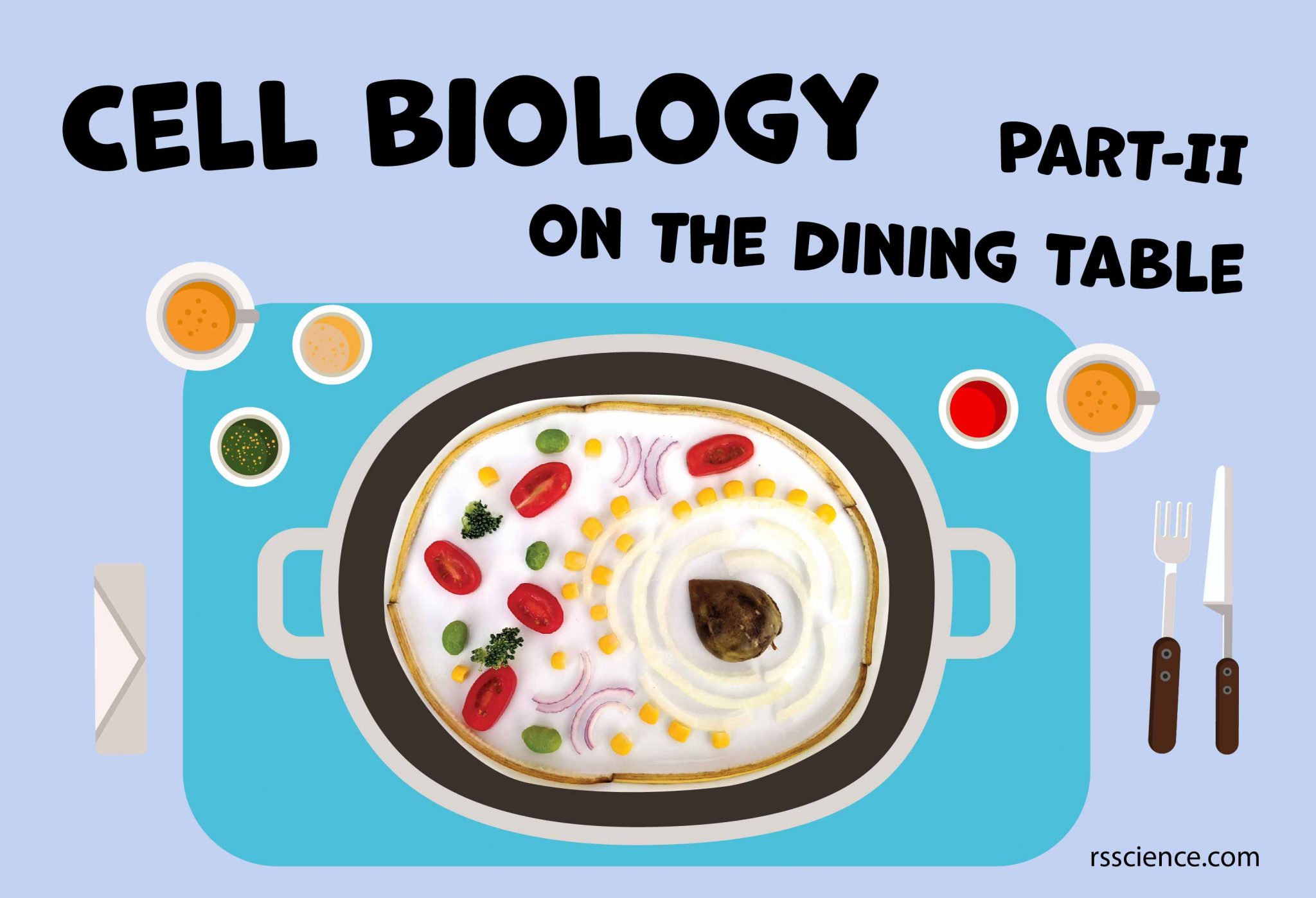 Cell Biology on the Dining Table – Animal Cell Model Part II - Rs' Science