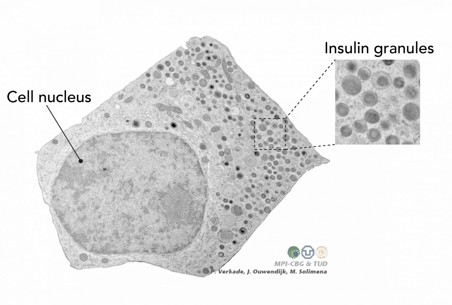Cell Biology on the Dining Table – Animal Cell Model Part II - Rs' Science