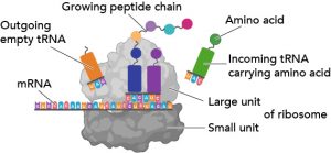 How to Read the Amino Acids Codon Chart? - Genetic Code and mRNA ...