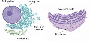 Endoplasmic reticulum - the cellular inter “NET” - definition ...