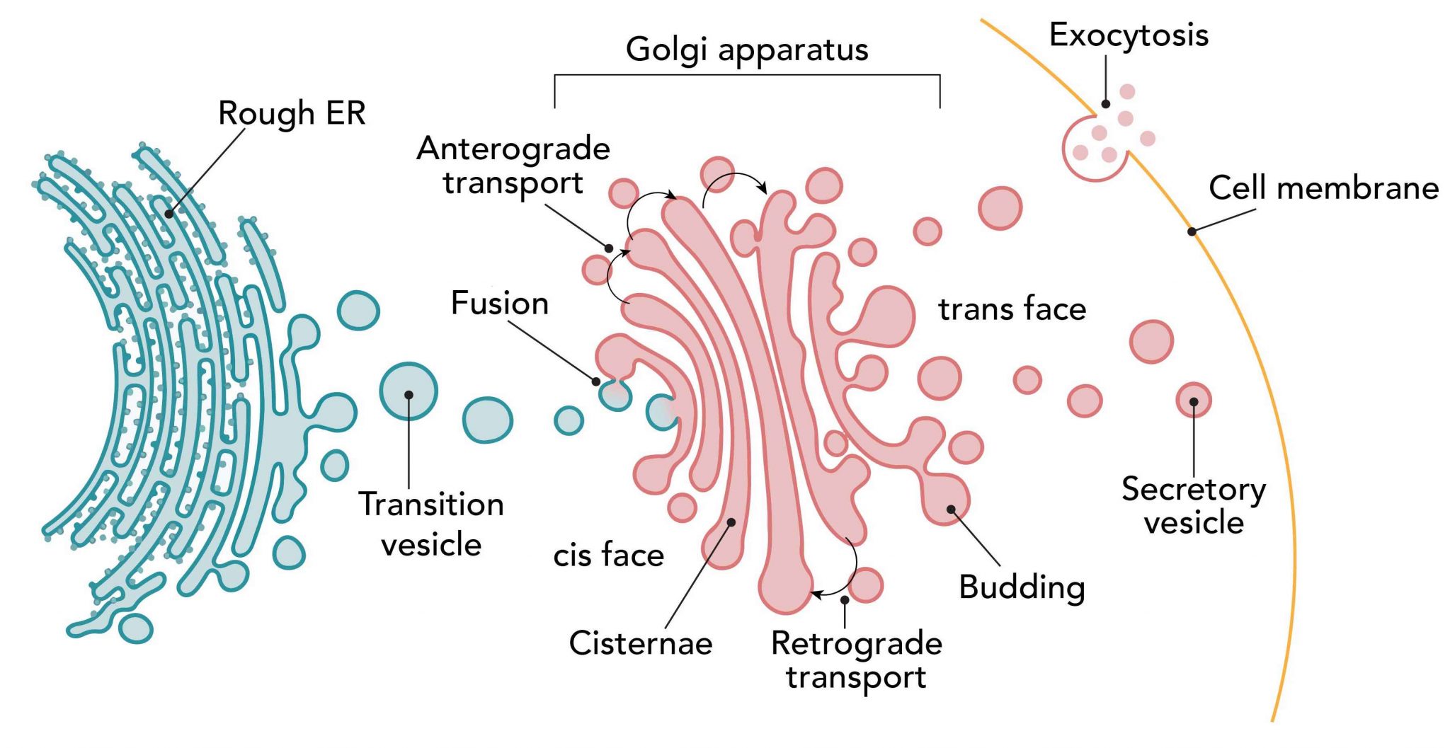 Cell Organelles and their Functions - Rs' Science