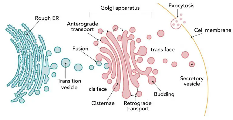 Cell Organelles and their Functions - Rs' Science