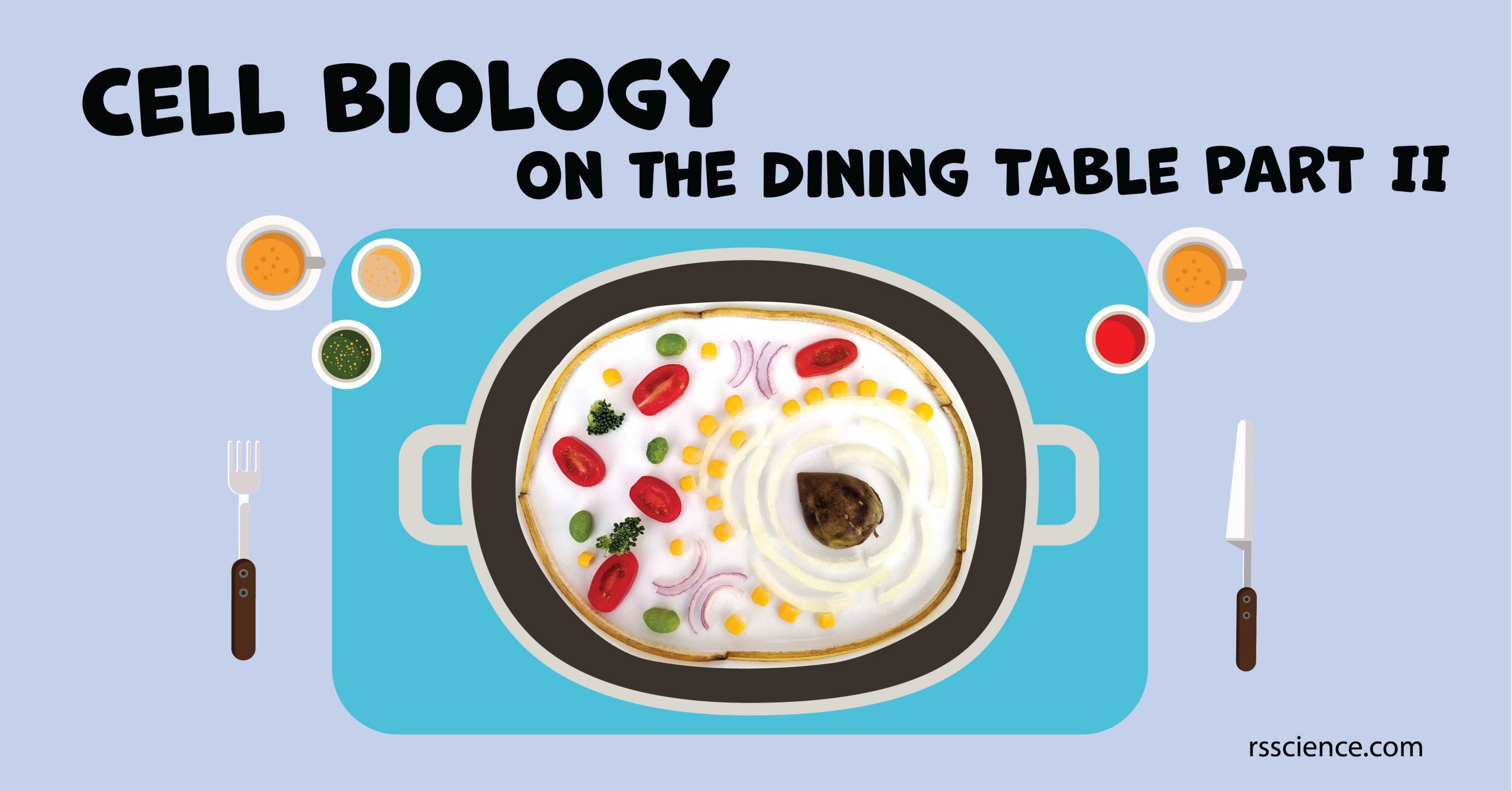 Cell Biology on the Dining Table – Animal Cell Model Part II - Rs' Science