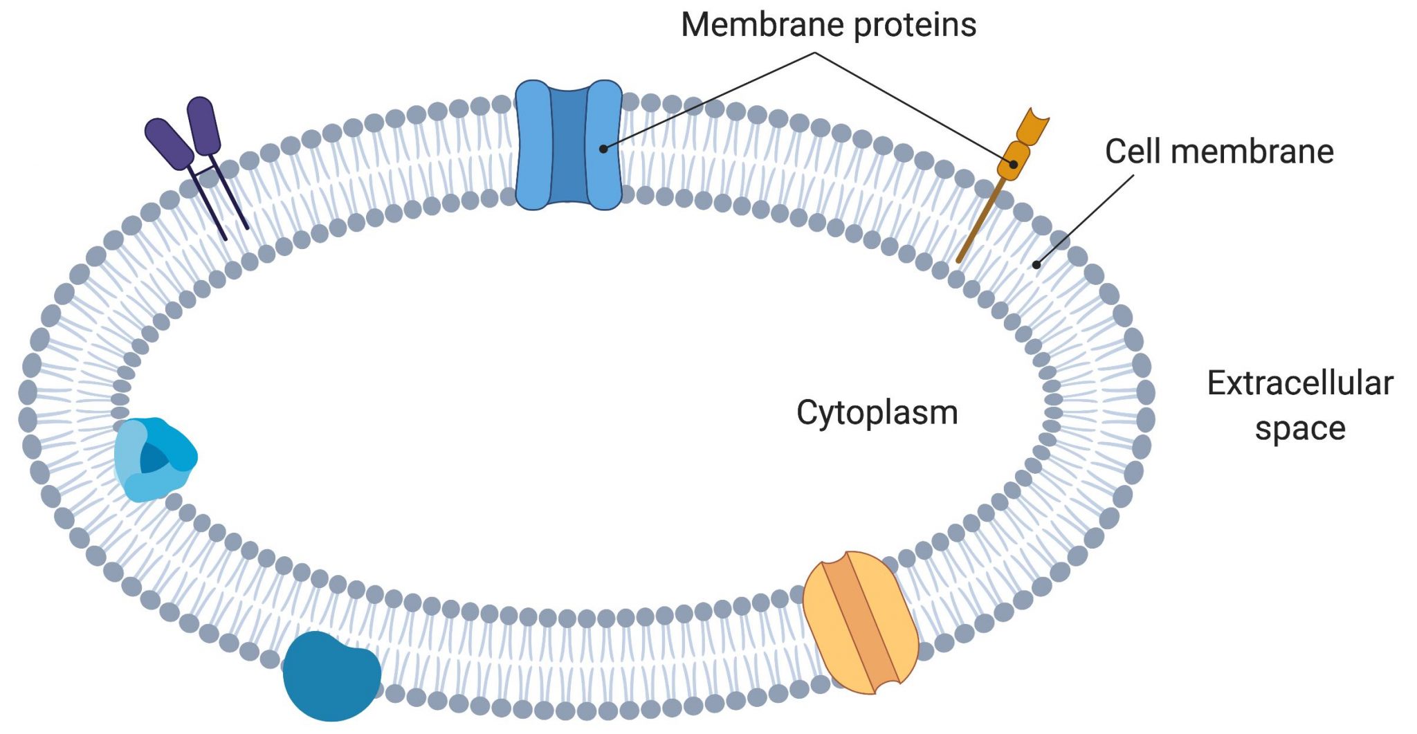 Cell Biology on the Dining Table – Animal Cell Model Part I - Rs' Science