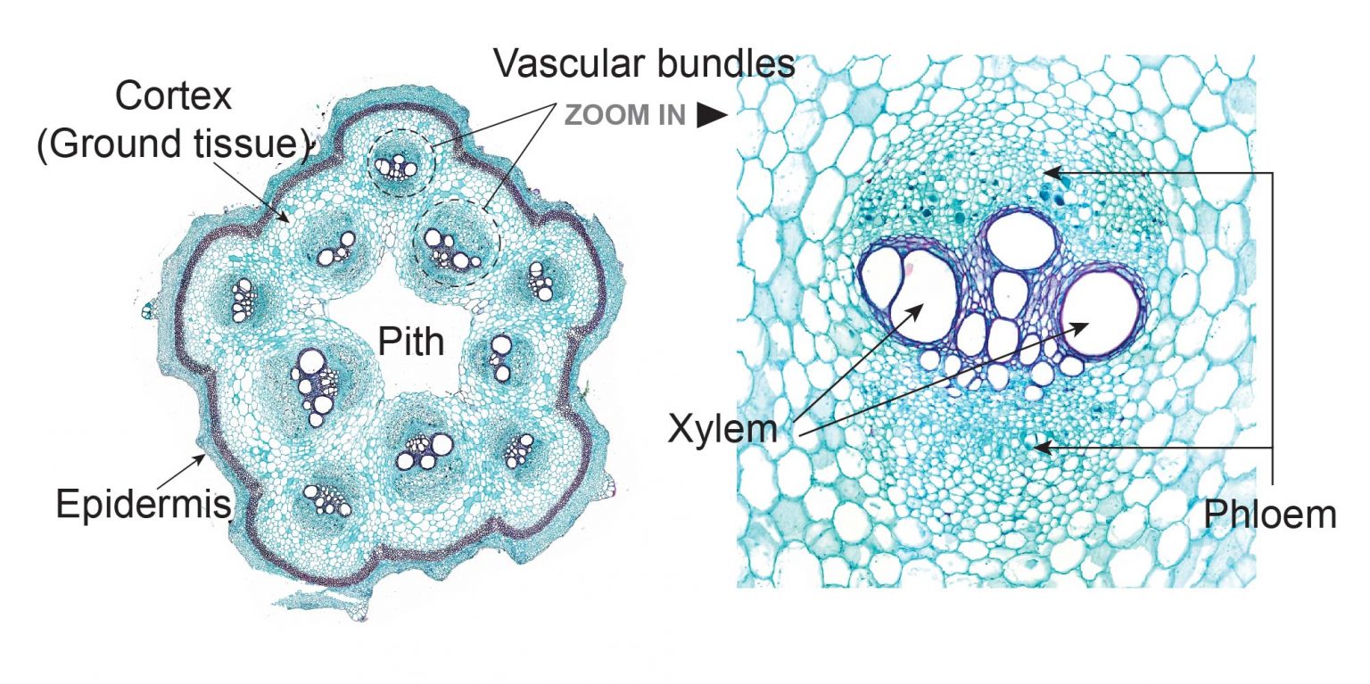 Plant tissue under a microscope - xylem and phloem - Rs' Science