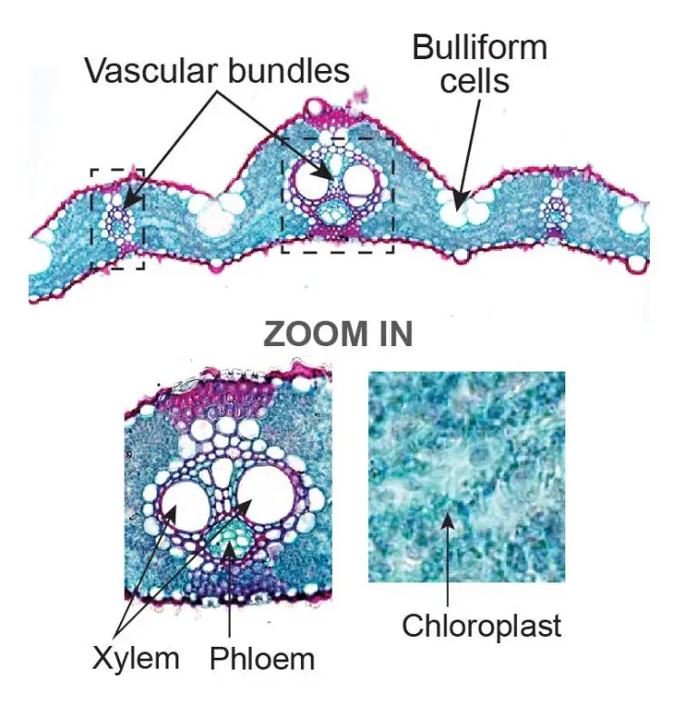 Plant tissue under a microscope - xylem and phloem - Rs' Science