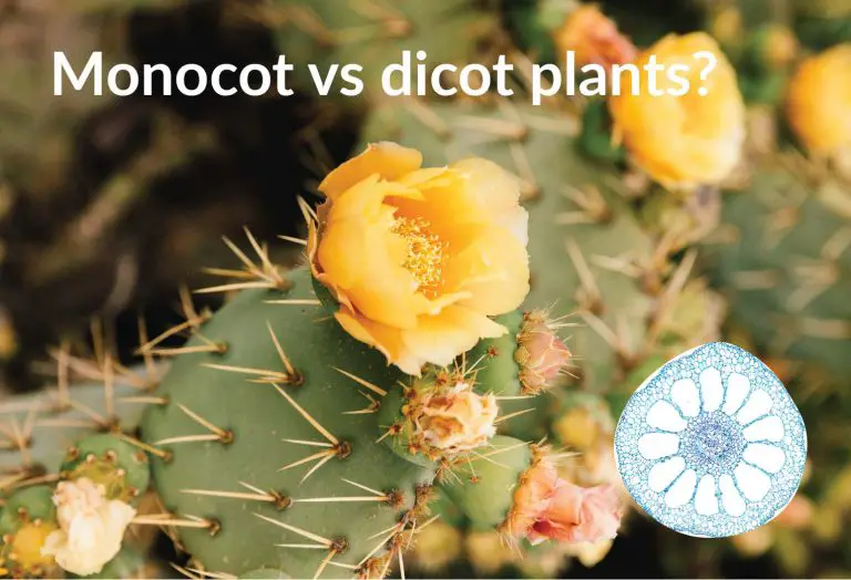 Monocot vs Dicot plants - Rs' Science