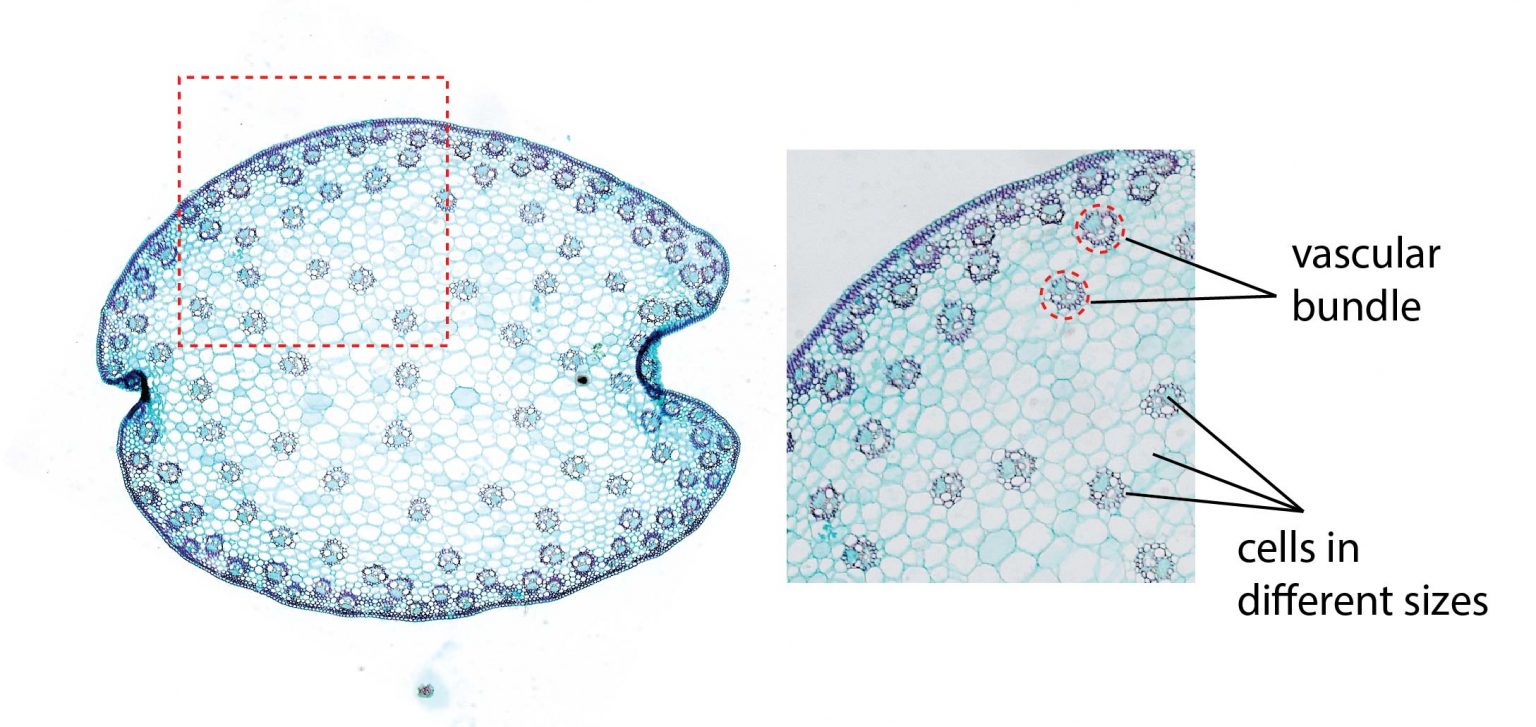 Monocot vs Dicot plants - Rs' Science