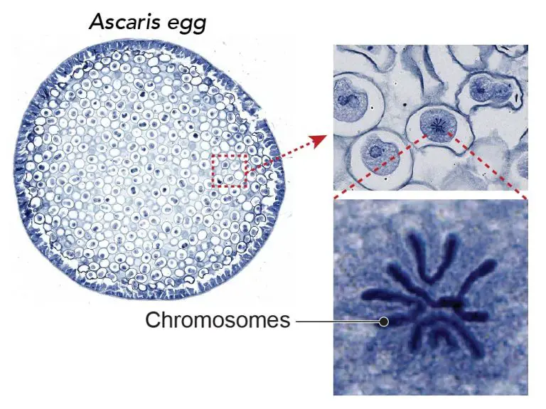What is a Chromosome? – Function and structure - Rs' Science