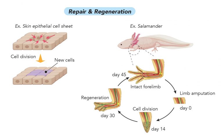 Why Cell Division is Important - Rs' Science