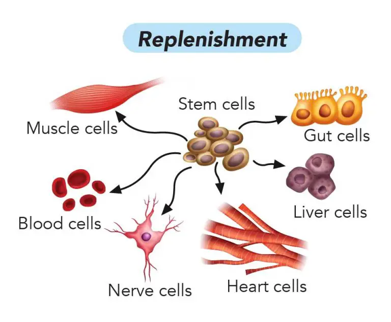 Why Cell Division is Important - Rs' Science
