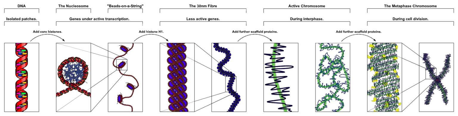 What is a Chromosome? – Function and structure - Rs' Science