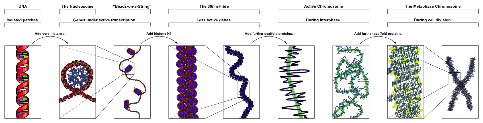 What is Mitosis (Food model of mitosis) - Rs' Science