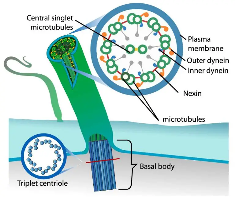 Centrosomes - the engine of cell division - definition, structure ...